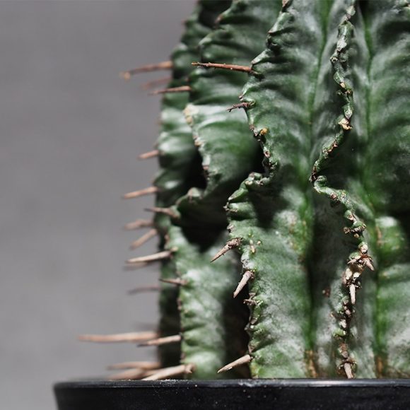 horida-2 – 福井のフラワーショップ「開花園」