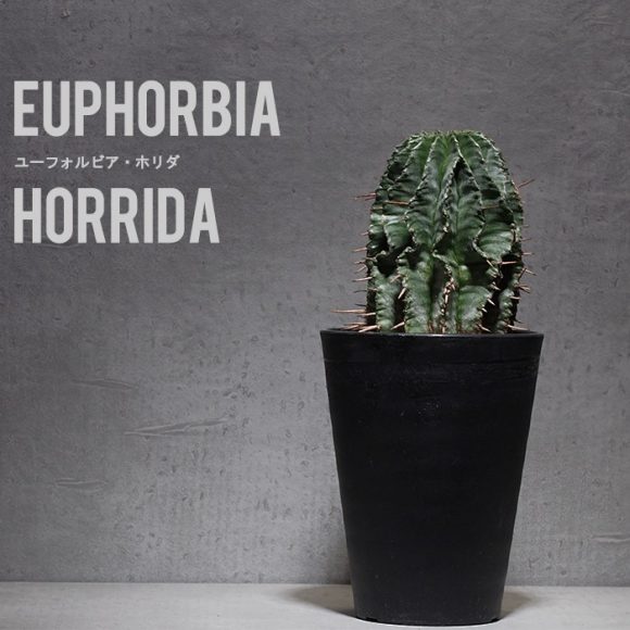 horida – 福井のフラワーショップ「開花園」