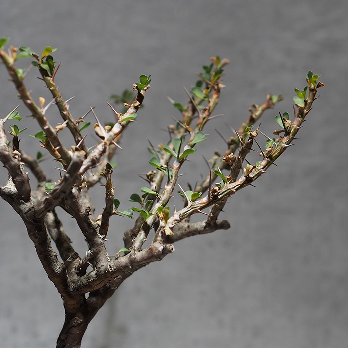 saruko-1 – 福井のフラワーショップ「開花園」