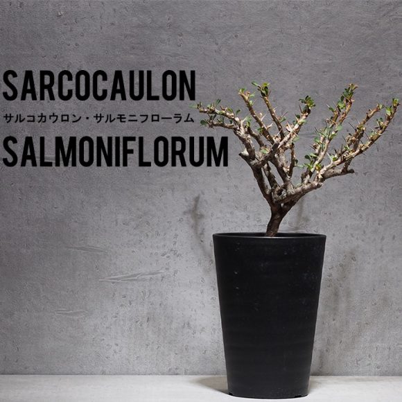 saruko – 福井のフラワーショップ「開花園」